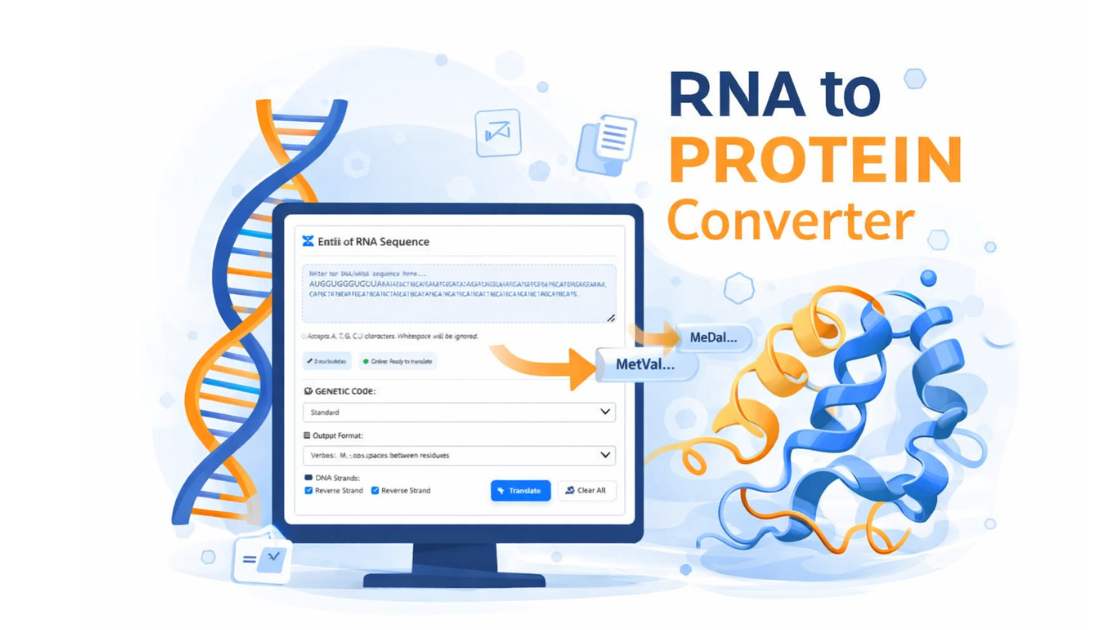 RNA to Protein Translator – Best Online RNA to Protein Converter