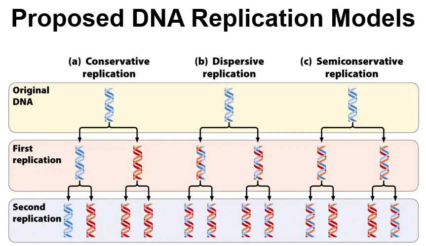 How was the semi conservative model proven? - ScienceCodons