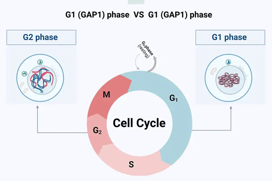 What are the differences between G1 and G2 phase? 2025