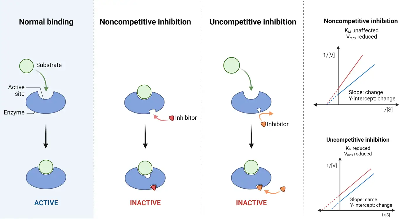 Noncompetitive vs Uncompetitive enzyme inhibition (2025) - ScienceCodons