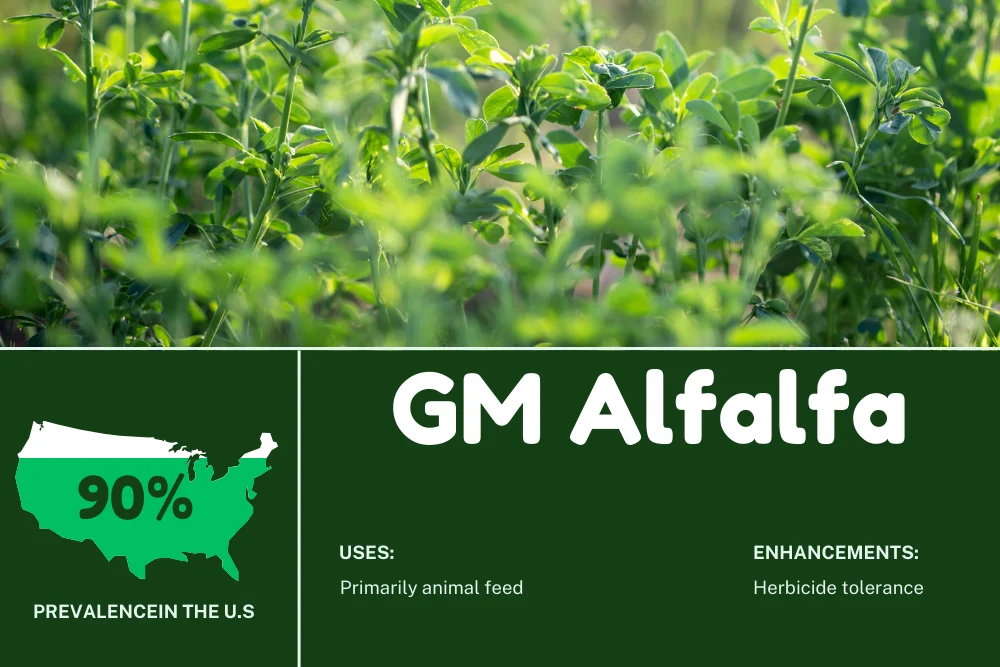 Genetically Modified Food Examples: 2026 Overview - ScienceCodons